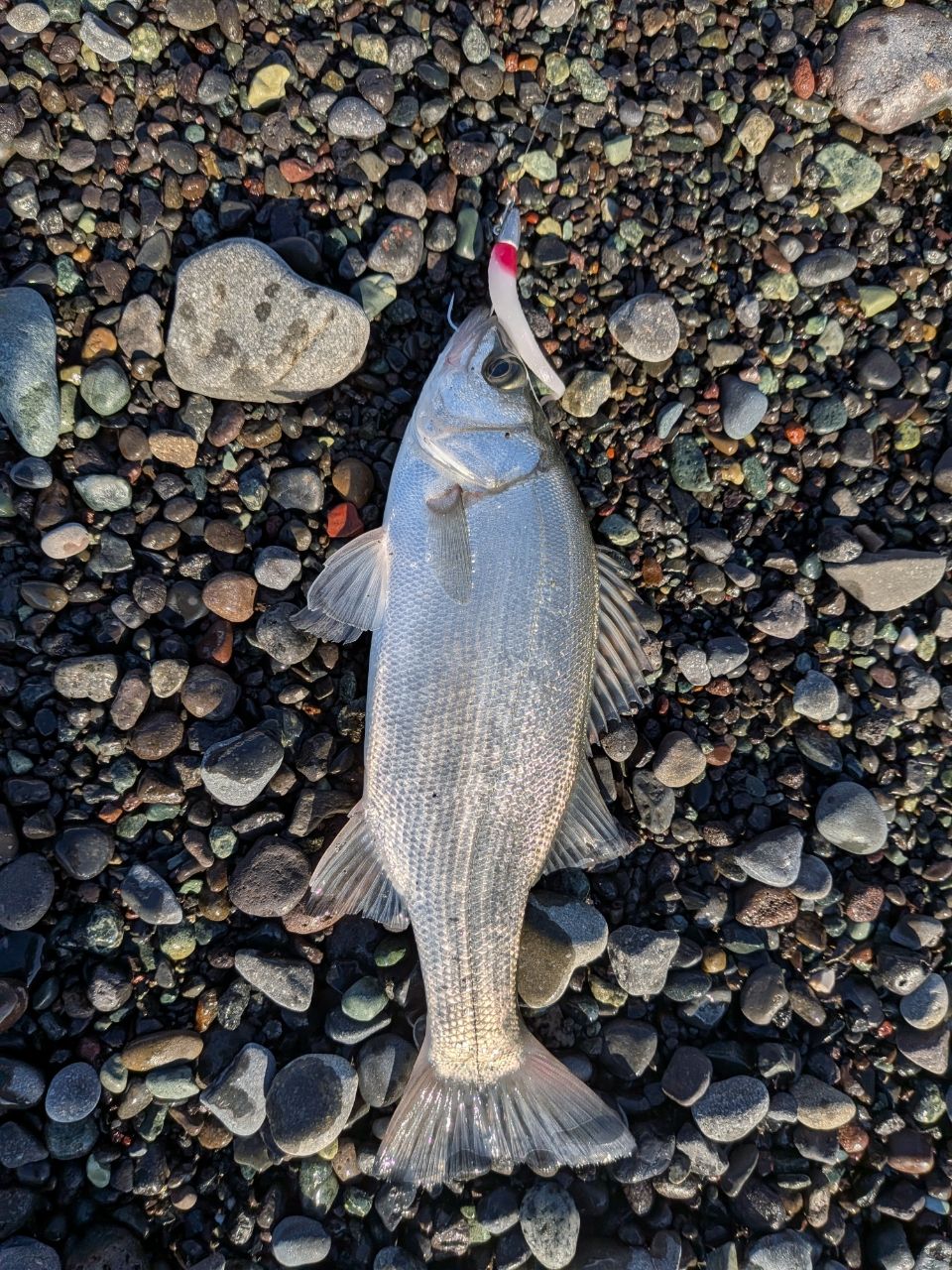 KT SEISHO さんの 2025年11月03日のセイゴ（ヒラスズキ）の釣り・釣果情報(神奈川県 - 小田原サーフ) - アングラーズ | 釣果600万件の魚釣り情報サイト