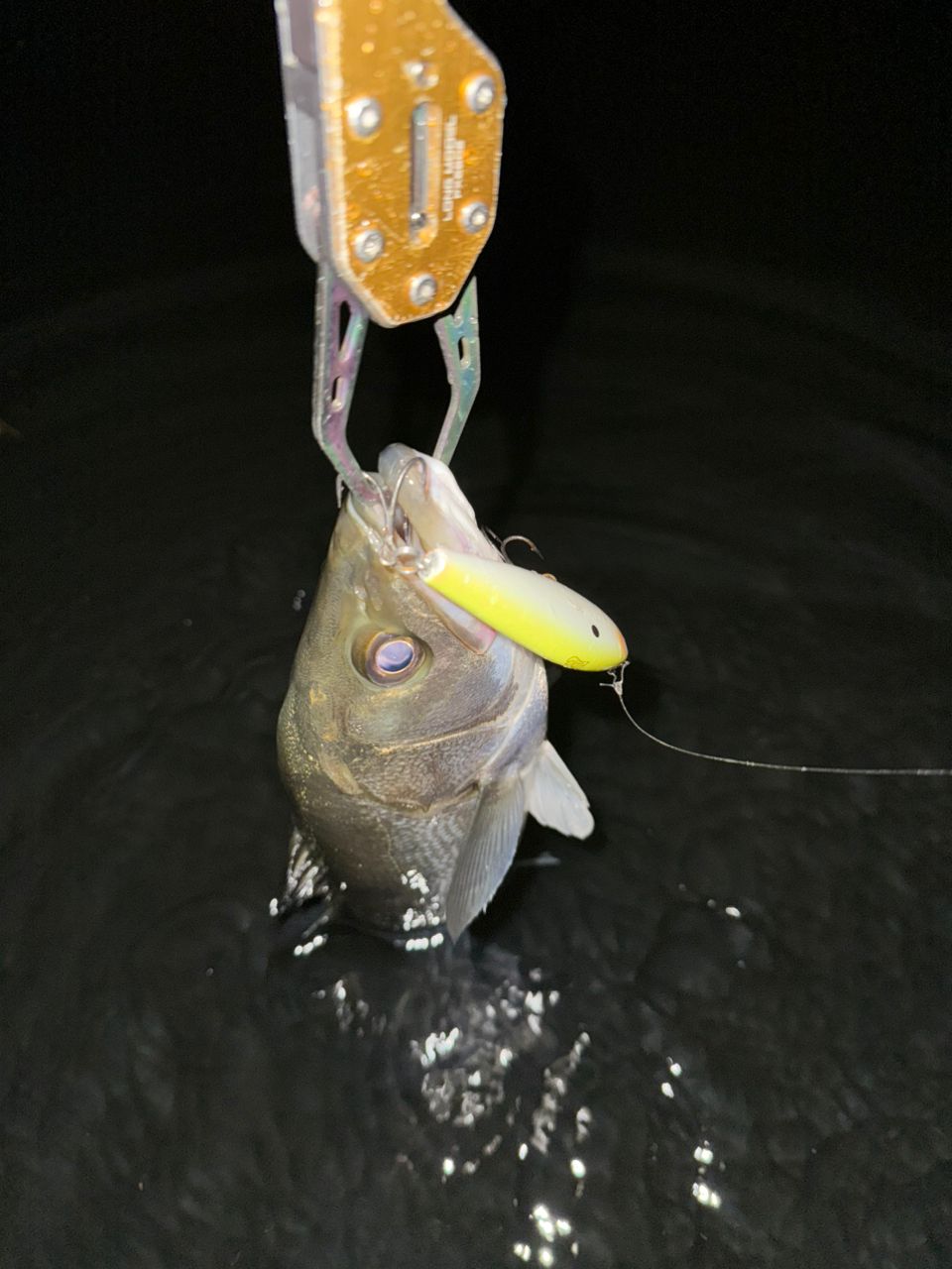 Oji-Ken.029526 さんの 2025年11月07日のシーバスの釣り・釣果情報(鳥取県 - 美保湾) - アングラーズ | 釣果600 ...