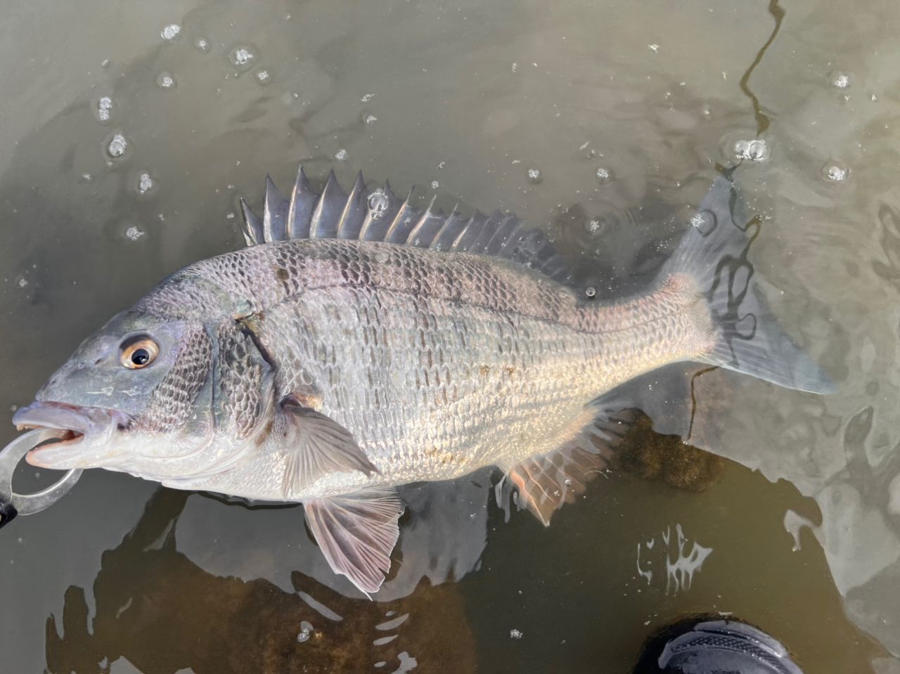 tasuさんの2025年11月08日(土)の釣行(秋田県 - 船越水道) - アングラーズ | 釣果600万件の魚釣り情報サイト