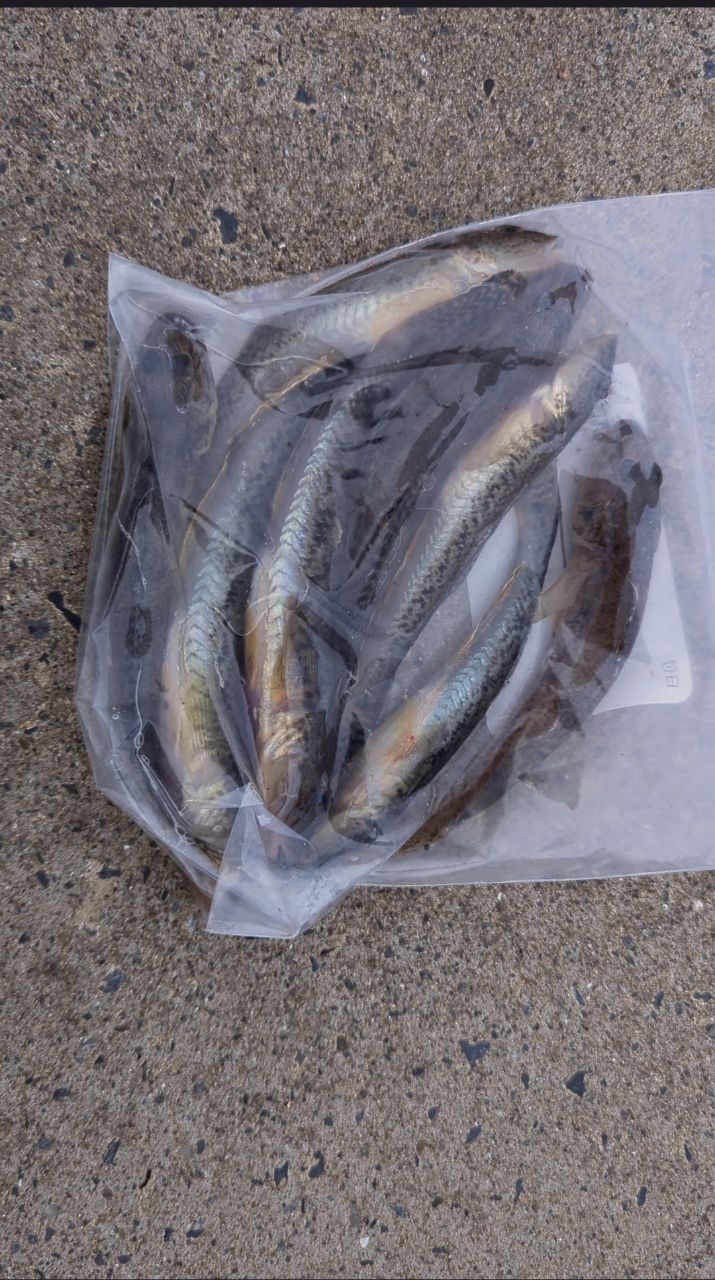 Hiko Hane fishing さんの 2025年11月01日のマハゼの釣り・釣果情報(千葉県 - 利根川河口) - アングラーズ ...