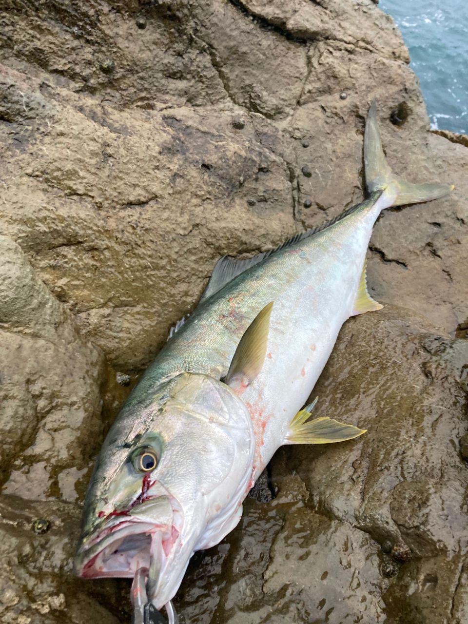 popopopoさんの2025年11月09日(日)の釣行(福井県 - 国見白浜漁港) - アングラーズ | 釣果600万件の魚釣り情報サイト