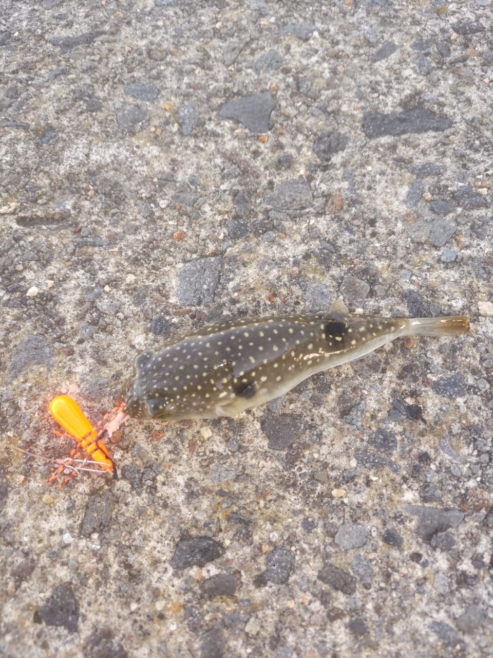 heat haze さんの 2025年11月16日のフグの釣り・釣果情報(秋田県 - 道川漁港) - アングラーズ | 釣果600万件の魚釣り ...