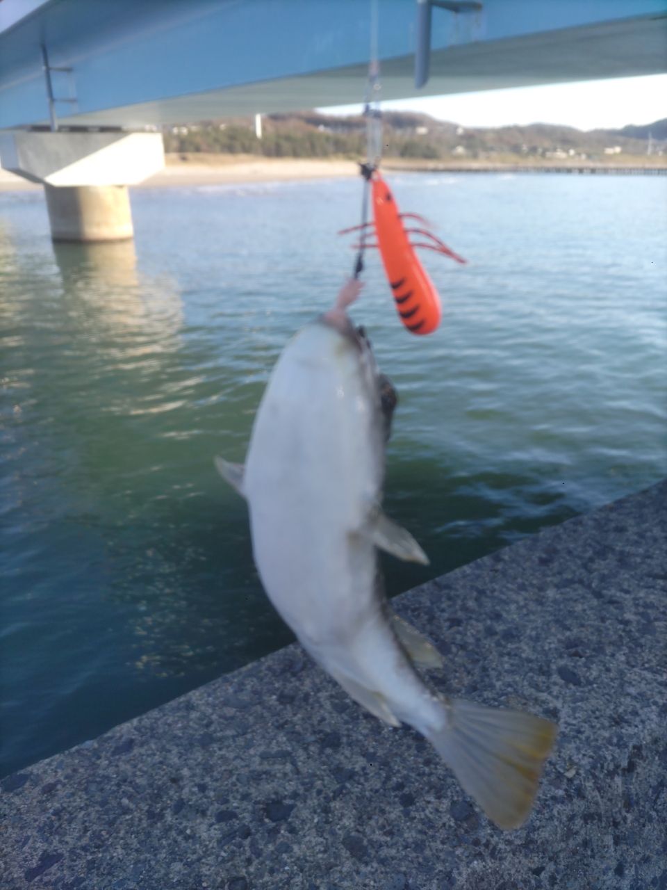 heat haze さんの 2025年11月16日のフグの釣り・釣果情報(秋田県 - 道川漁港) - アングラーズ | 釣果600万件の魚釣り ...