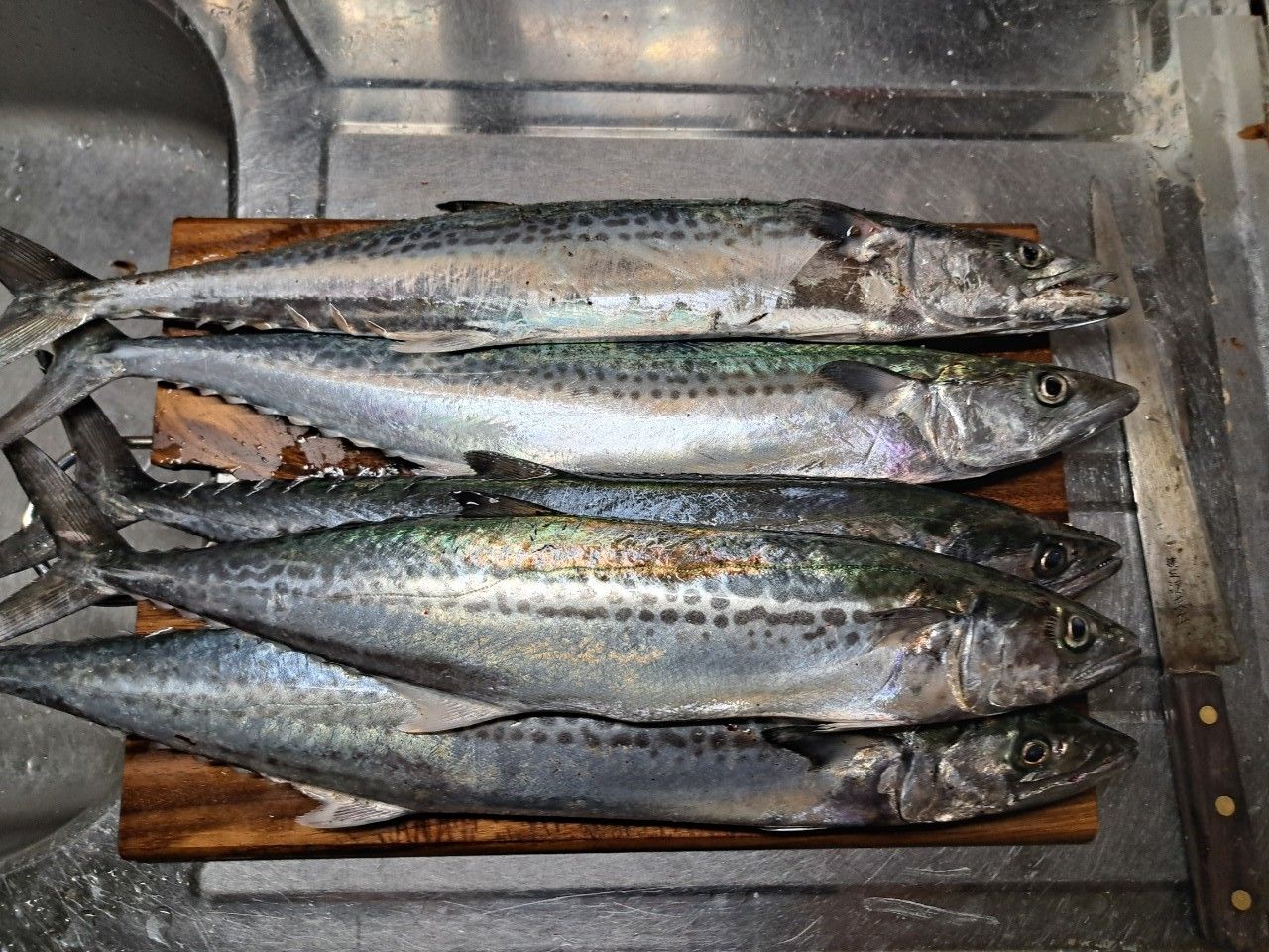 3pacさんの2025年11月25日(火)の釣行(高知県 - 手結港) - アングラーズ | 釣果600万件の魚釣り情報サイト