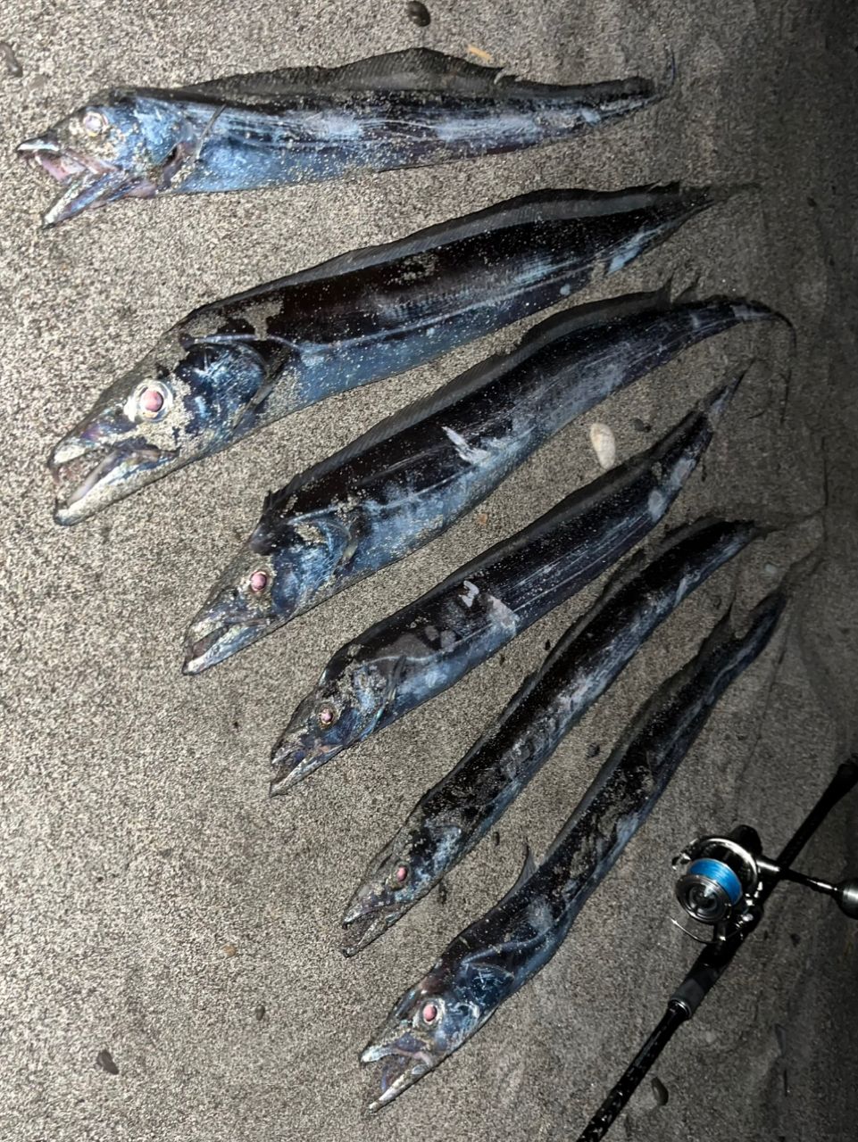 砂柱 さんの 2025年12月07日のタチウオの釣り・釣果情報(静岡県 - 天竜川河口) - アングラーズ | 釣果600万件の魚釣り情報サイト