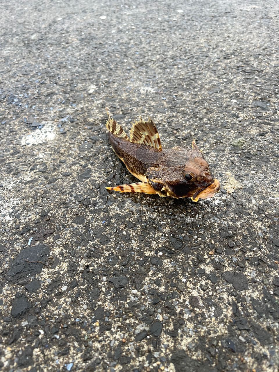 北上して釣りをするクマ さんの 2025年12月08日のカレイの釣り・釣果情報(北海道 - 長万部川河口) - アングラーズ | 釣果600万 ...