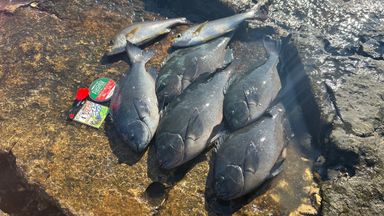 【吉丸渡船】最新の釣果情報 2025年12月速報 - アングラーズ釣船予約