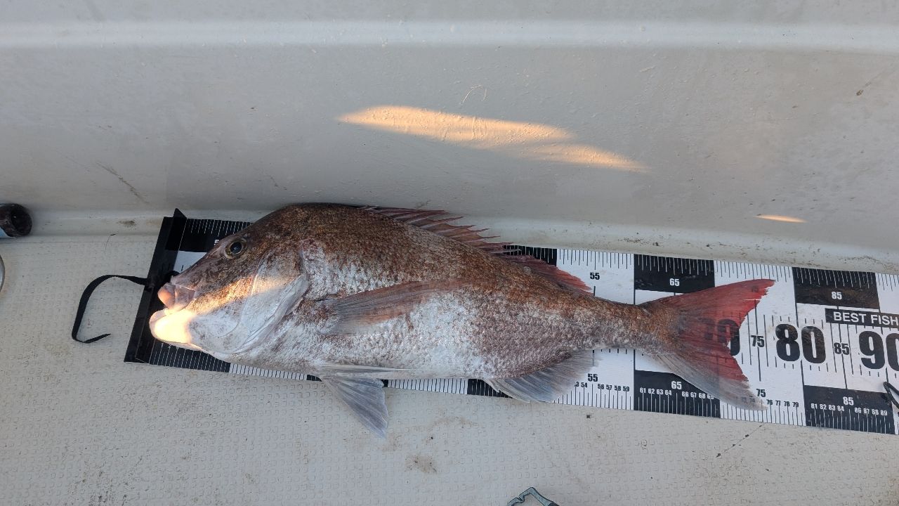KG45さんの2025年12月18日(木)の釣行(十六島港) - アングラーズ | 釣果600万件の魚釣り情報サイト