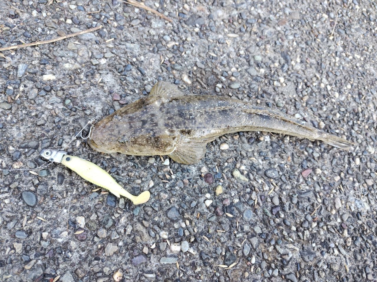 IWASE MOTORS さんの 2025年12月22日のマゴチの釣り・釣果情報(高知県 - 浦戸湾) - アングラーズ | 釣果600万件の ...