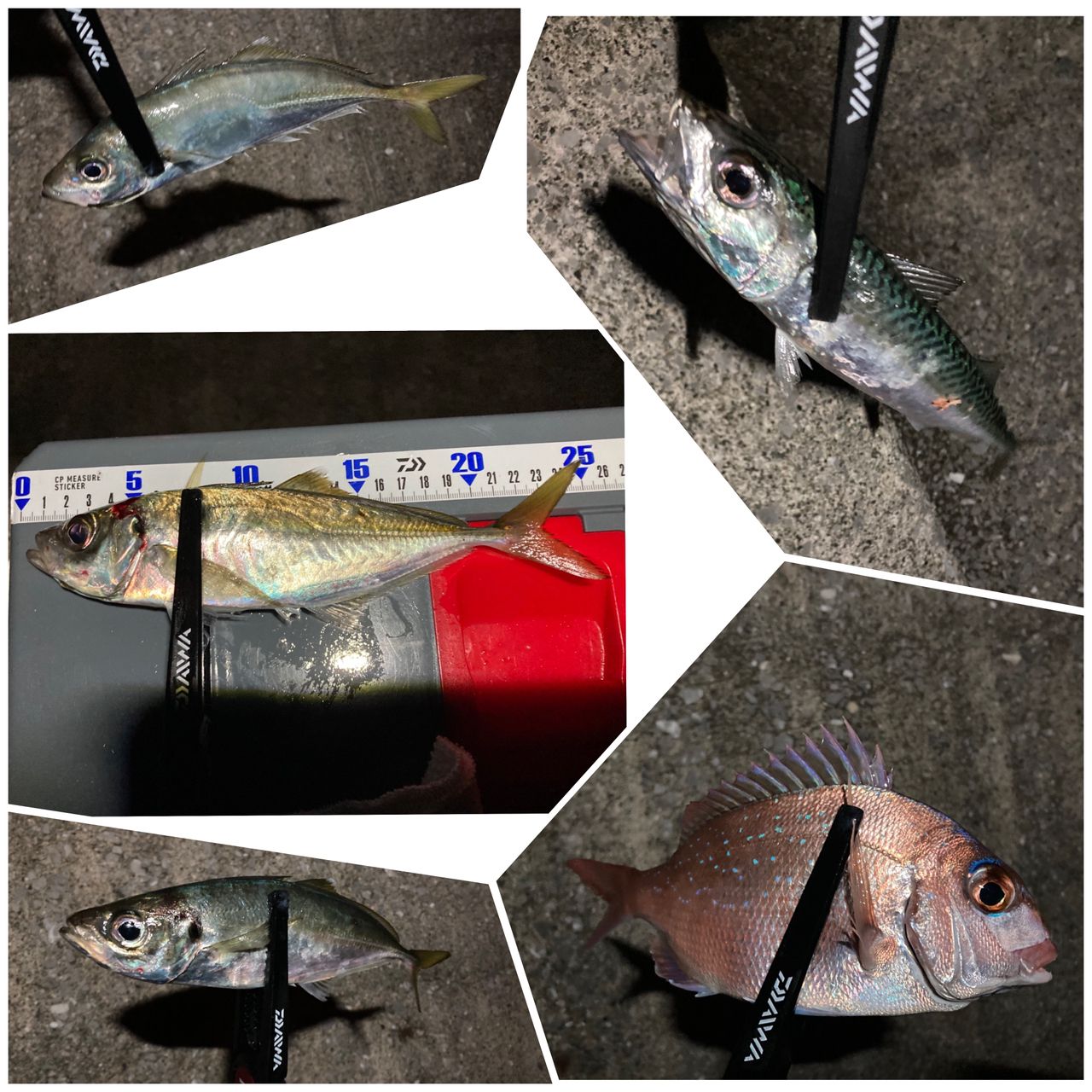 BunGo Fishさんの2025年12月28日(日)の釣行(大分県 - 佐賀関港) - アングラーズ | 釣果600万件の魚釣り情報サイト