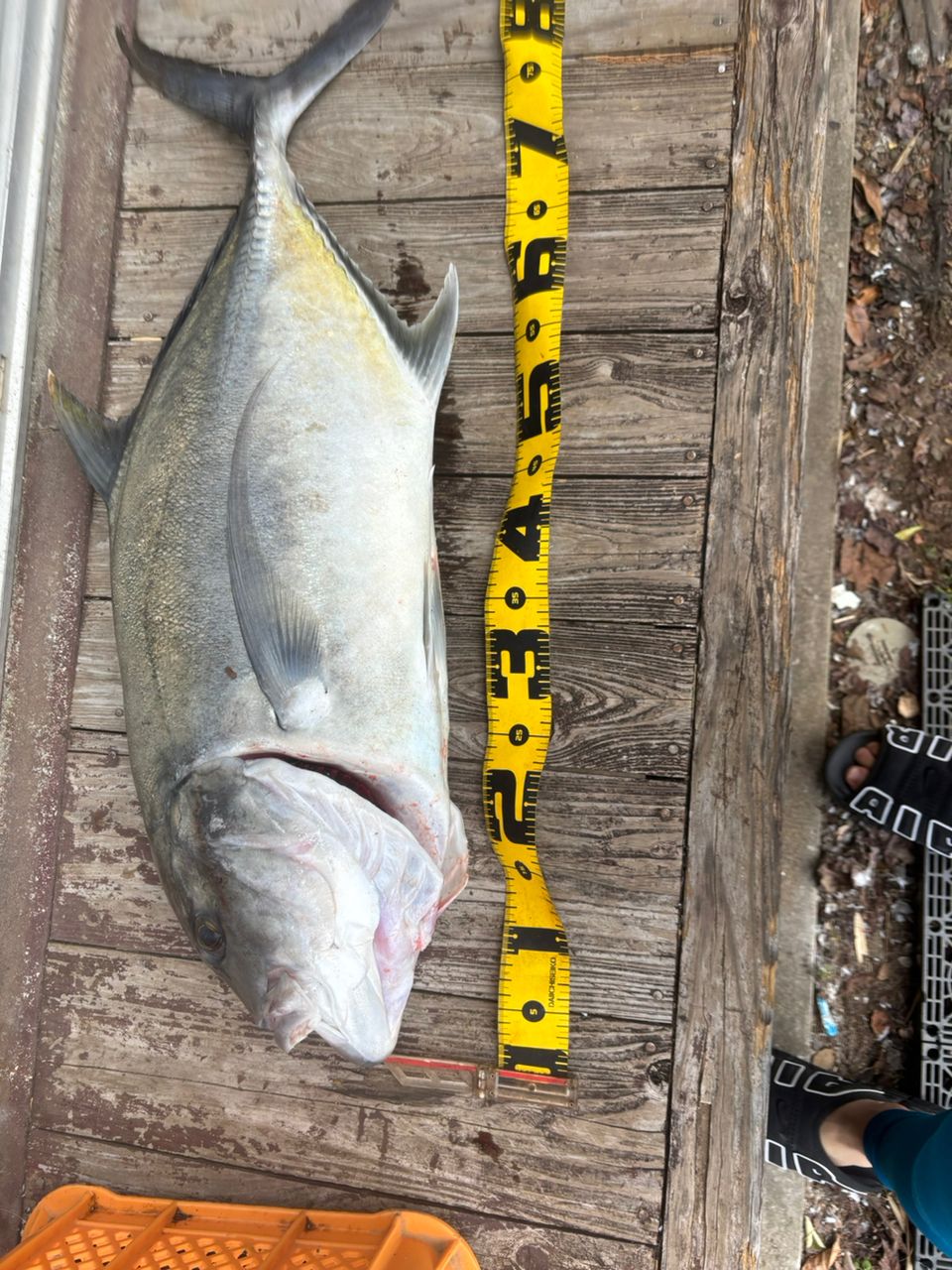 🐟 Shuto fishing 🐟 さんの 2026年01月01日のGTの釣り・釣果情報(鹿児島県 - 種子島) - アングラーズ | 釣果 ...