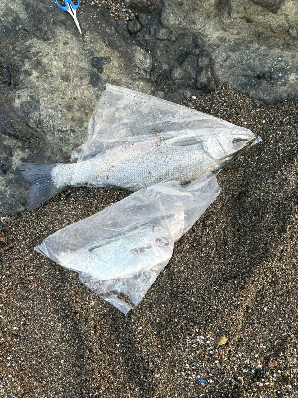 Ryo-G＆HaruBo-Z さんの 2026年01月10日のヒラスズキの釣り・釣果情報(千葉県 - 館山湾) - アングラーズ | 釣果600万件の魚釣り情報サイト