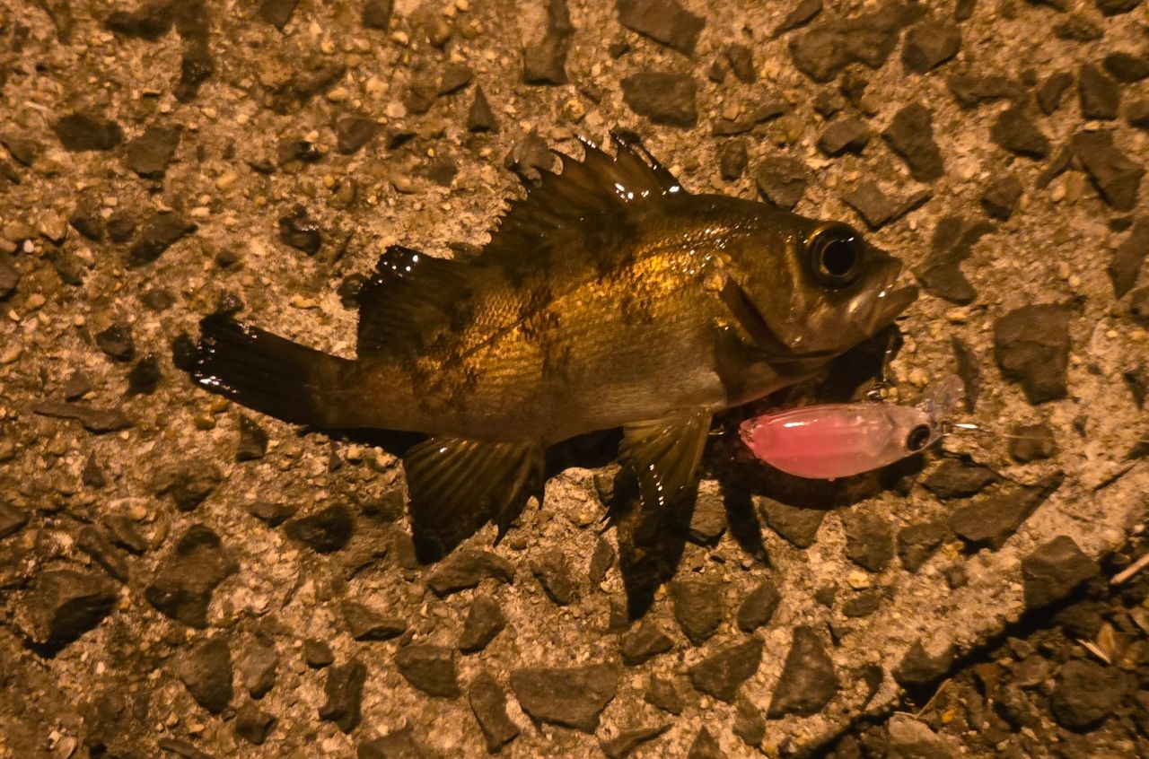 きのしたか さんの 2026年01月12日のメバルの釣り・釣果情報(香川県 - 小豆島) - アングラーズ | 釣果600万件の魚釣り情報サイト