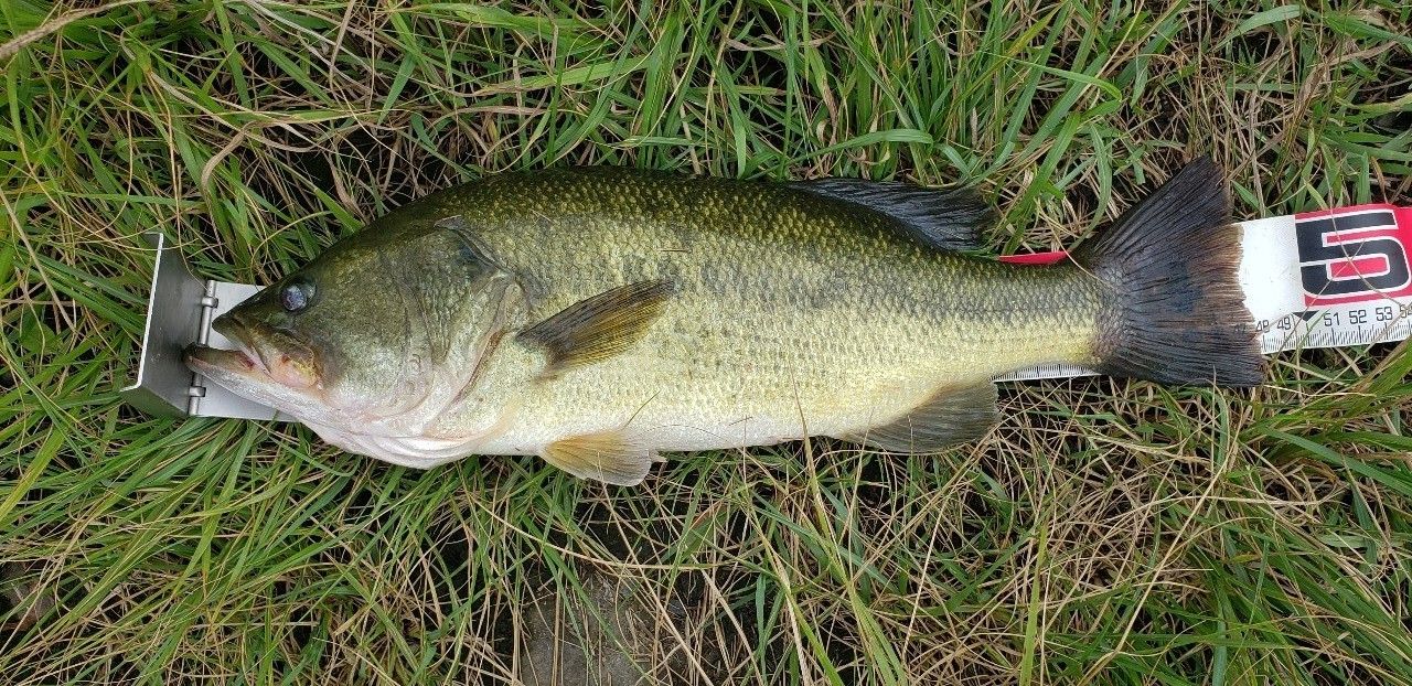 蓮澪奏 さんの 2020年09月12日のブラックバスの釣り・釣果情報(福岡県 - 福岡県豊前市近辺) - アングラーズ | 釣果500万件の ...