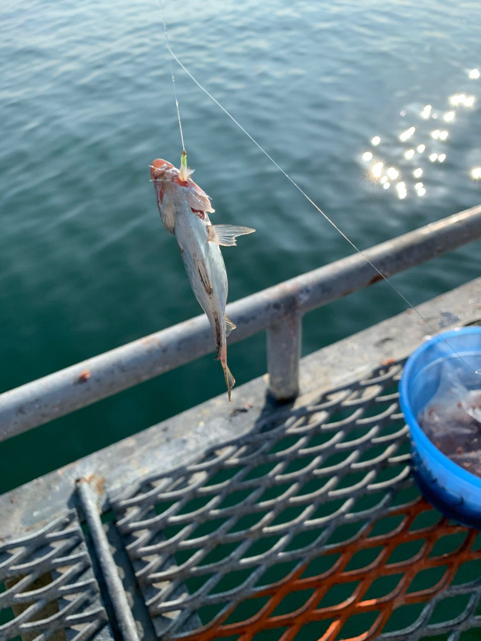 paka paka fishing さんの 2020年09月30日のアイゴの釣り・釣果情報(福岡県 - 福岡市海づり公園) - アングラーズ ...