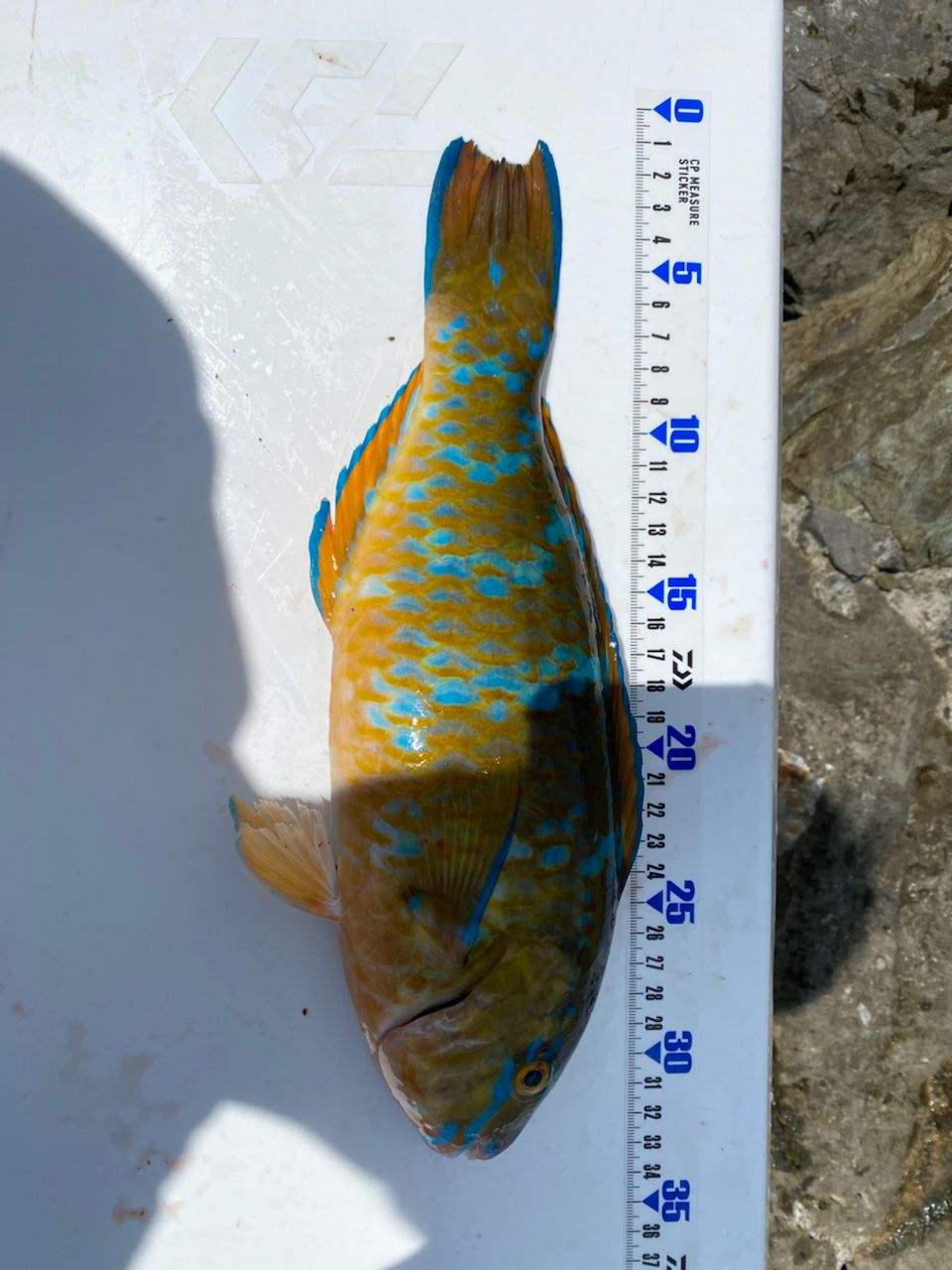 アングラーtellkey さんの 2021年07月31日のイラブチャーの釣り・釣果情報(沖縄県 - 沖縄本島北部) - アングラーズ | 釣果 ...