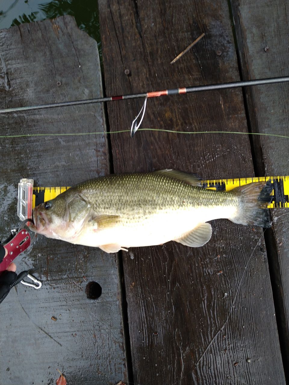 エミちゃん さんの 2021年11月12日のブラックバスの釣り・釣果情報(大阪府 - 水藻フィッシングセンター) - アングラーズ | 釣果 ...