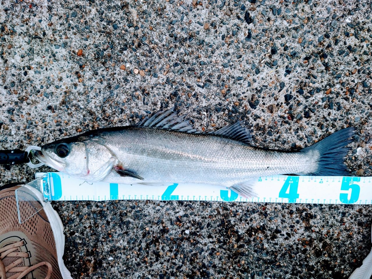 ていぼう部 PM428 さんの 2022年03月01日のシーバスの釣り・釣果情報(千葉県 - 銚子マリーナ堤防) - アングラーズ | 釣果 ...