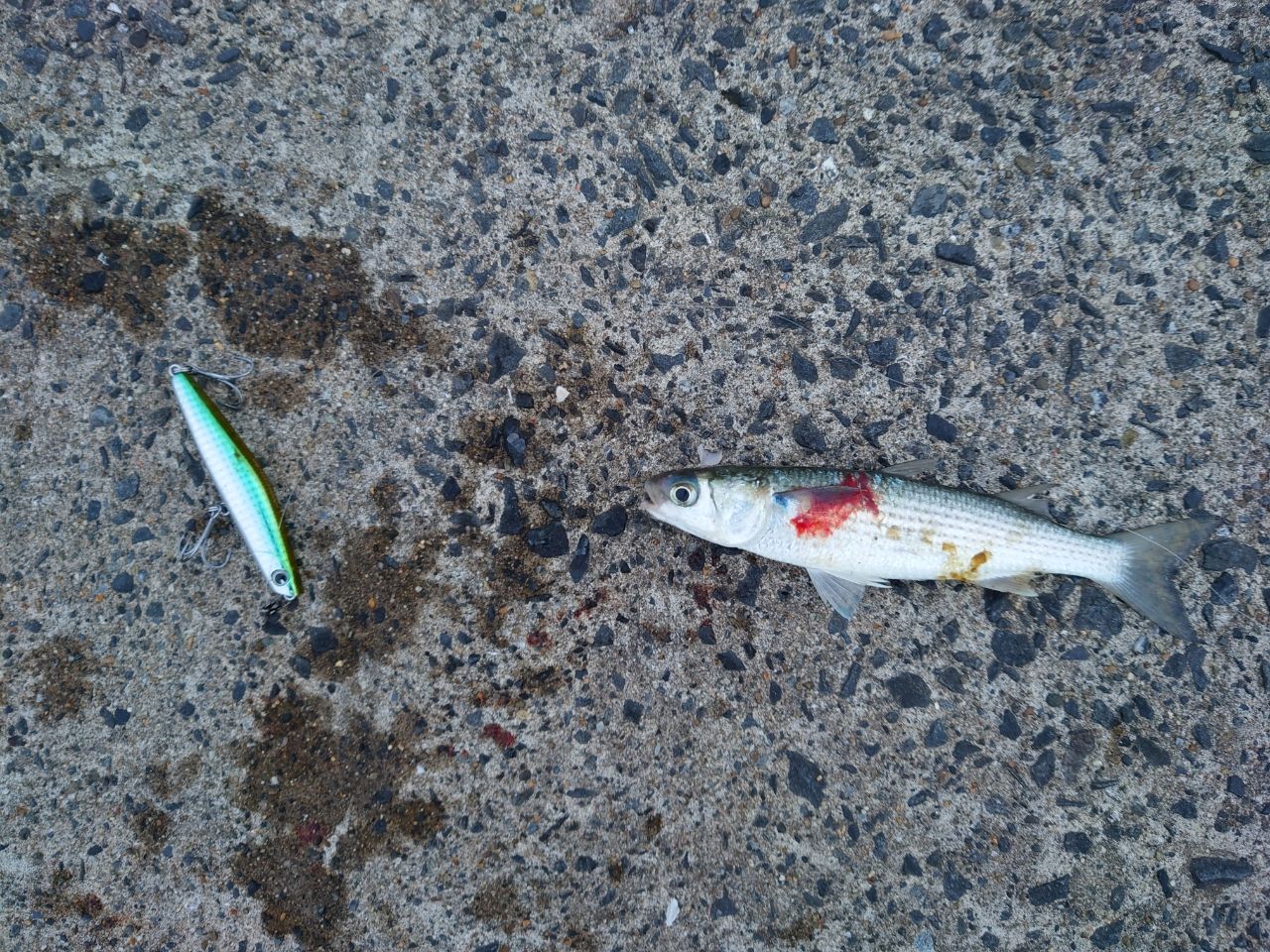 ていぼう部 PM428 さんの 2022年03月04日のボラの釣り・釣果情報(千葉県 - 銚子マリーナ堤防) - アングラーズ | 釣果400 ...