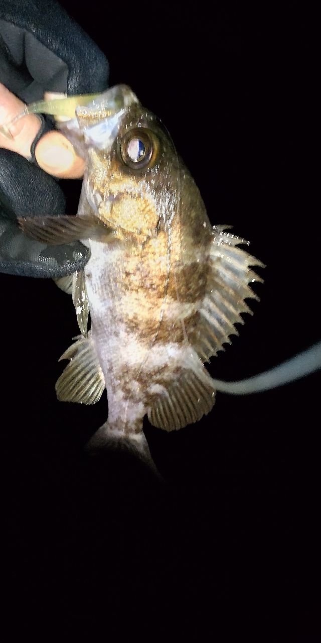 Megayasu ito さんの 2022年03月05日のメバルの釣り・釣果情報(京都府 - 舞鶴湾) - アングラーズ | 釣果600万件の ...