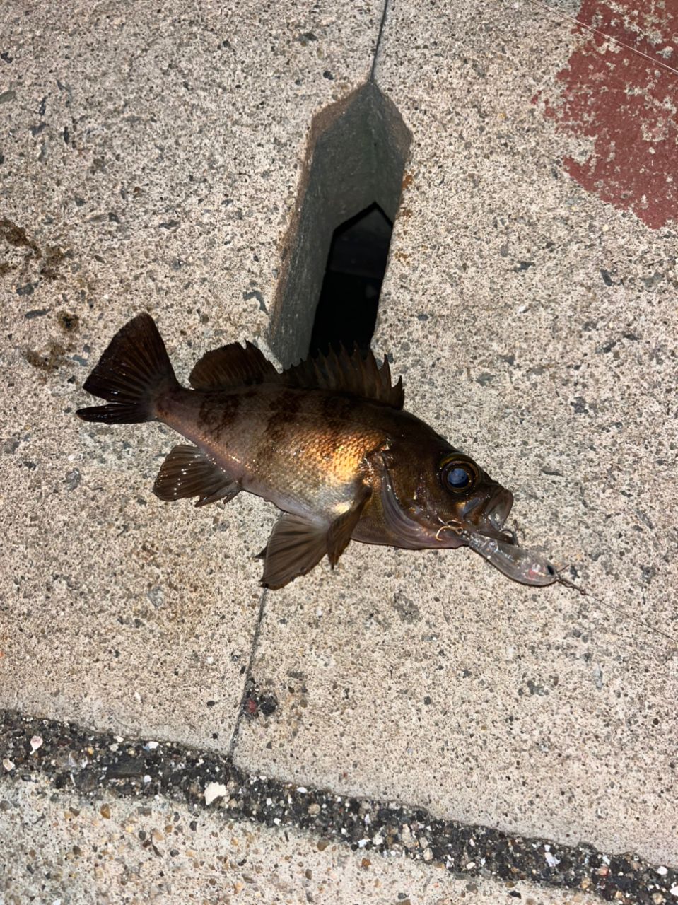 aqwsed.84.bygj さんの 2022年03月28日のシロメバルの釣り・釣果情報(兵庫県 - 明石港) - アングラーズ | 釣果 ...