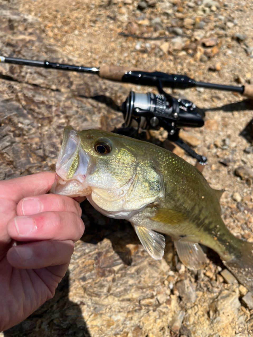 O.Khachan さんの 2022年04月17日のブラックバスの釣り・釣果情報(和歌山県 - 和歌山県有田郡有田川町近辺) - アングラーズ ...