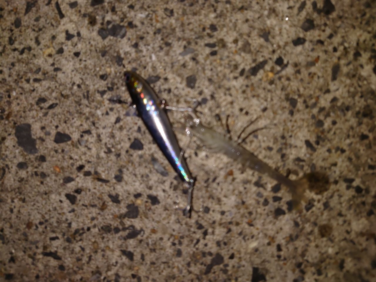 ていぼう部 PM428 さんの 2022年04月22日のシーバスの釣り・釣果情報(千葉県 - 銚子マリーナ堤防) - アングラーズ | 釣果 ...