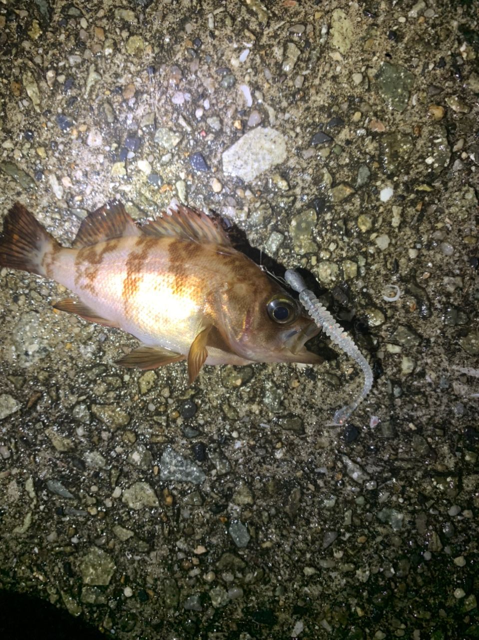 aqwsed.84.bygj さんの 2022年04月24日のシロメバルの釣り・釣果情報(兵庫県 - 大蔵海岸) - アングラーズ | 釣果 ...