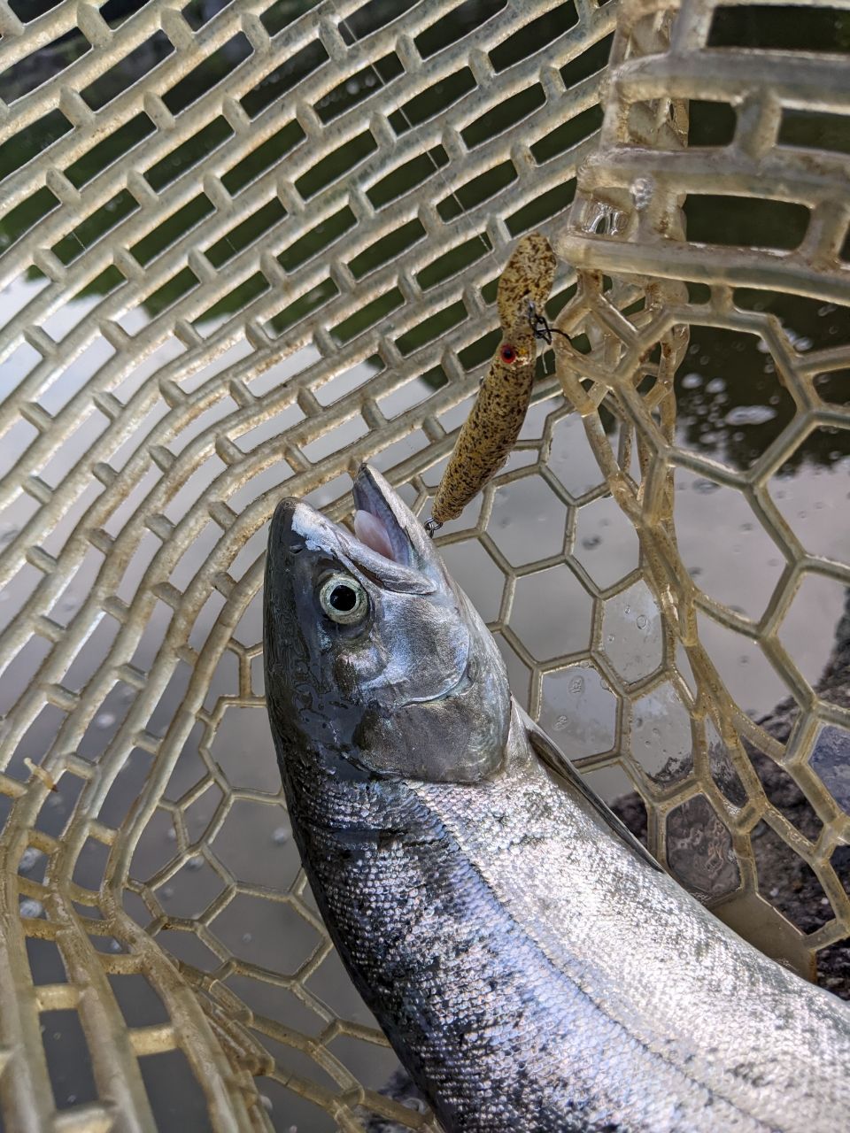 tarotaro_tarotarou さんの 2022年04月28日のサクラマスの釣り・釣果情報(群馬県 - 群馬県桐生市近辺) - アングラーズ | 釣果500万件の魚釣り情報サイト