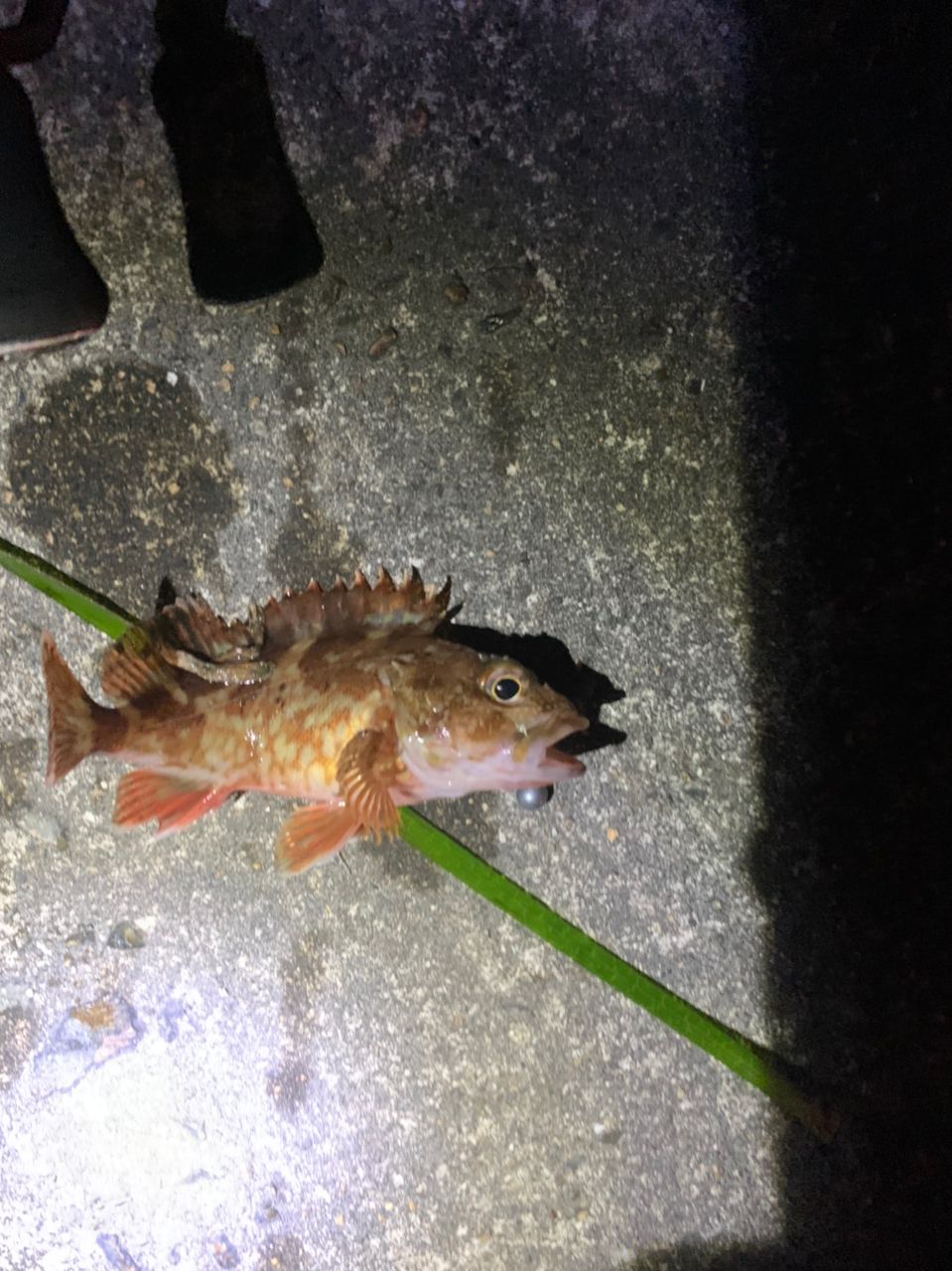 aqwsed.84.bygj さんの 2022年05月05日のカサゴの釣り・釣果情報(兵庫県 - 明石浦漁港) - アングラーズ | 釣果 ...