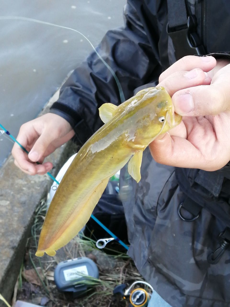 ruby_！ さんの 2022年05月14日のニホンナマズの釣り・釣果情報(宮城県 - 宮城県石巻市近辺) - アングラーズ | 釣果500万 ...