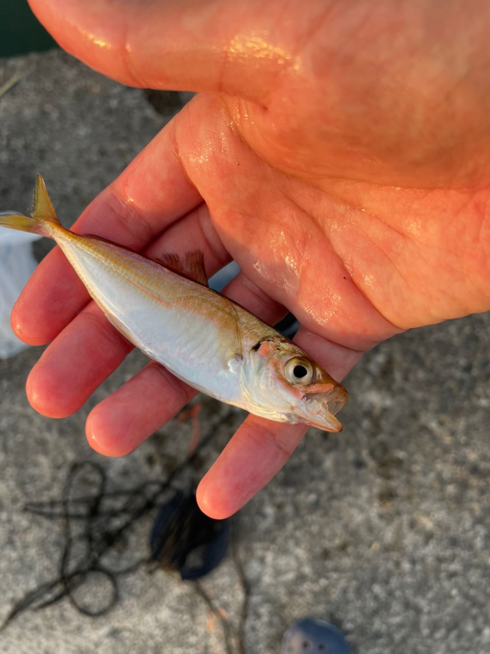 左衛門佐SAEMONNOSUKE さんの 2022年05月28日のアジの釣り・釣果情報(神奈川県 - 大磯港) - アングラーズ | 釣果 ...