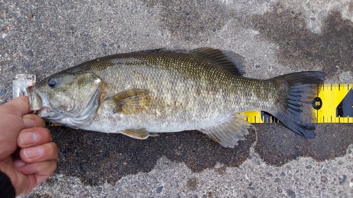 おさと さんの 2022年06月12日のスモールマウスバスの釣り・釣果情報(新潟県 - 五十嵐川) - アングラーズ | 釣果400万件の ...