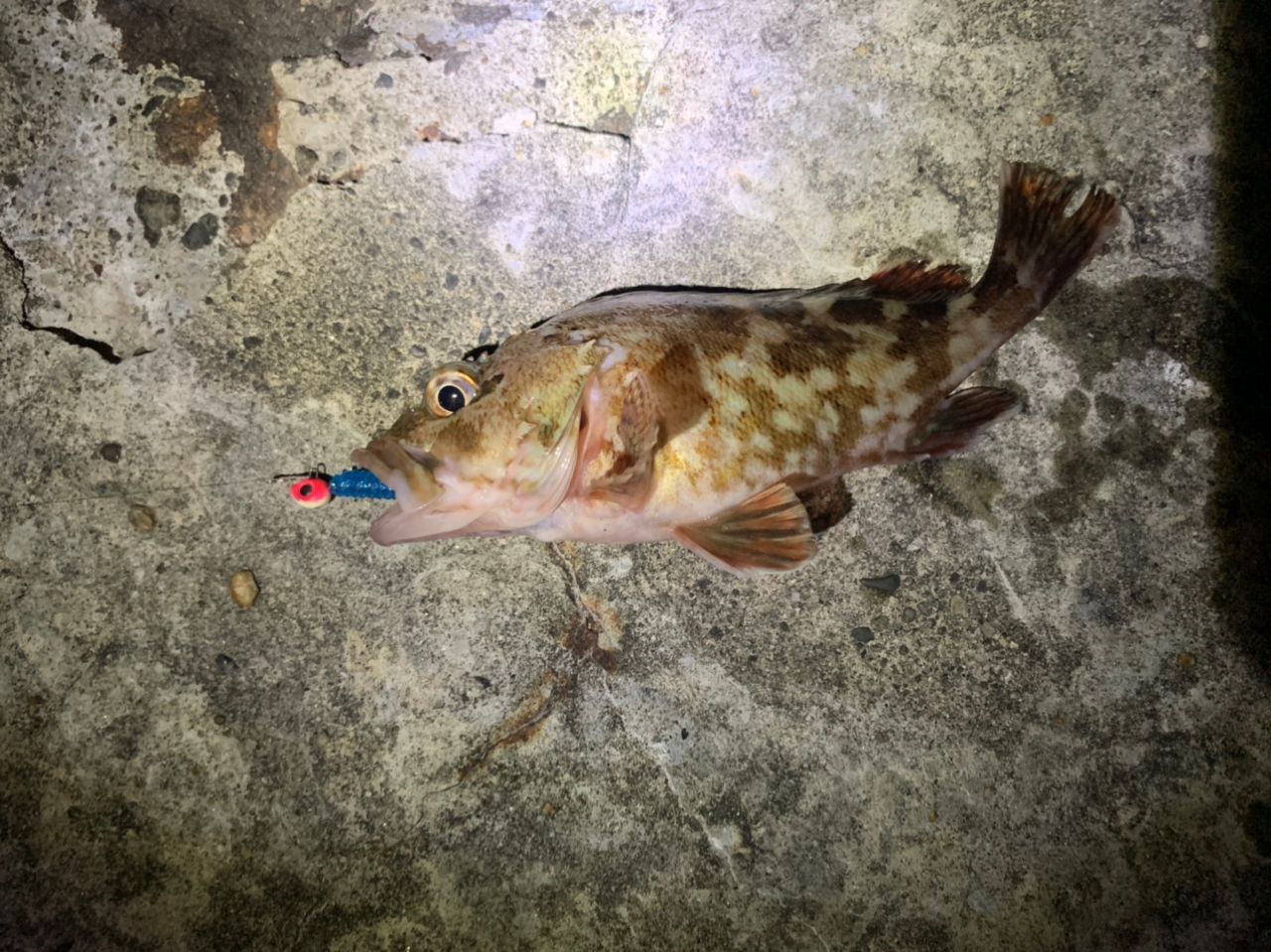 aqwsed.84.bygj さんの 2022年06月12日のカサゴの釣り・釣果情報(兵庫県 - 明石港) - アングラーズ | 釣果500万 ...