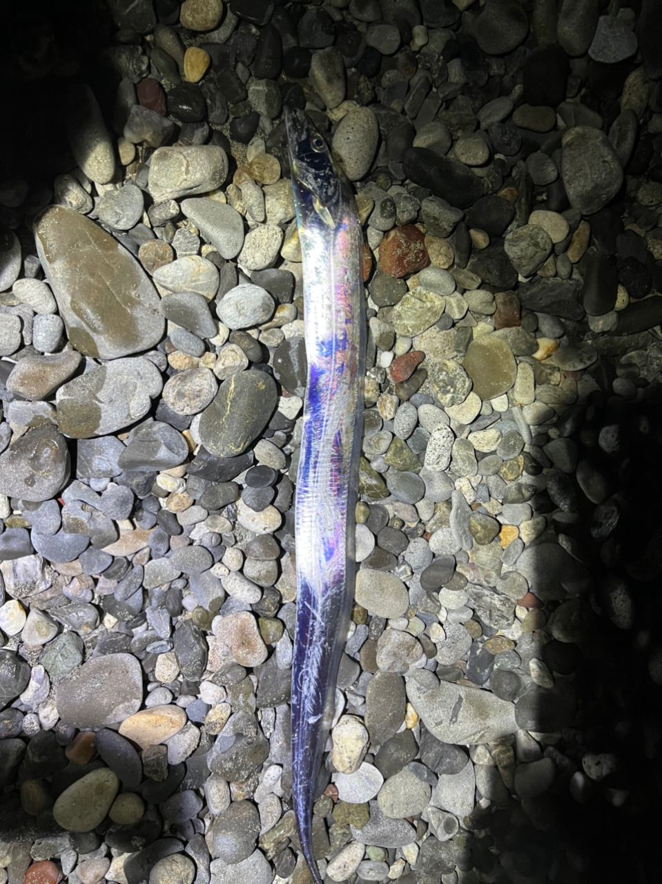 内⑤ さんの 2022年10月02日のタチウオの釣り・釣果情報(静岡県 - 天竜川河口) - アングラーズ | 釣果500万件の魚釣り情報サイト