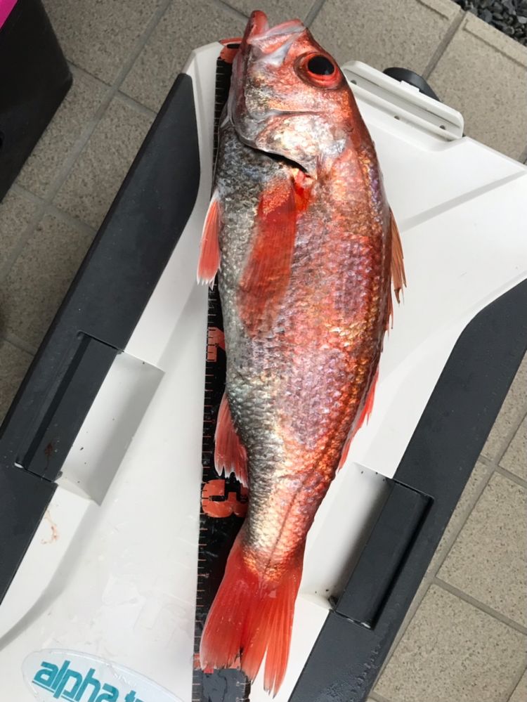 【第15隆栄丸】最新の釣果情報 2025年11月速報 - アングラーズ釣船予約