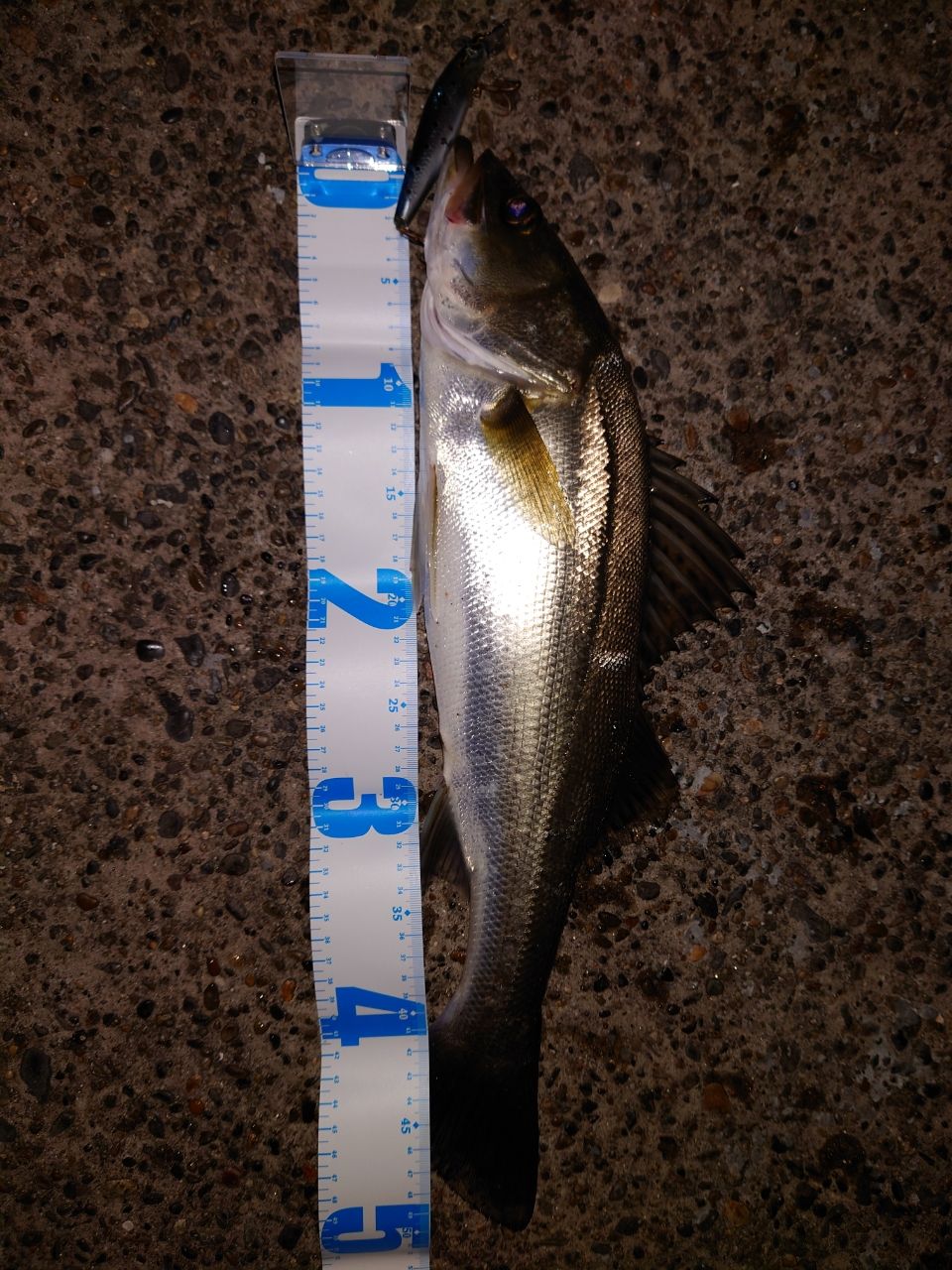 ていぼう部 PM428 さんの 2022年10月10日のシーバスの釣り・釣果情報(千葉県 - 銚子港) - アングラーズ | 釣果400万件の ...
