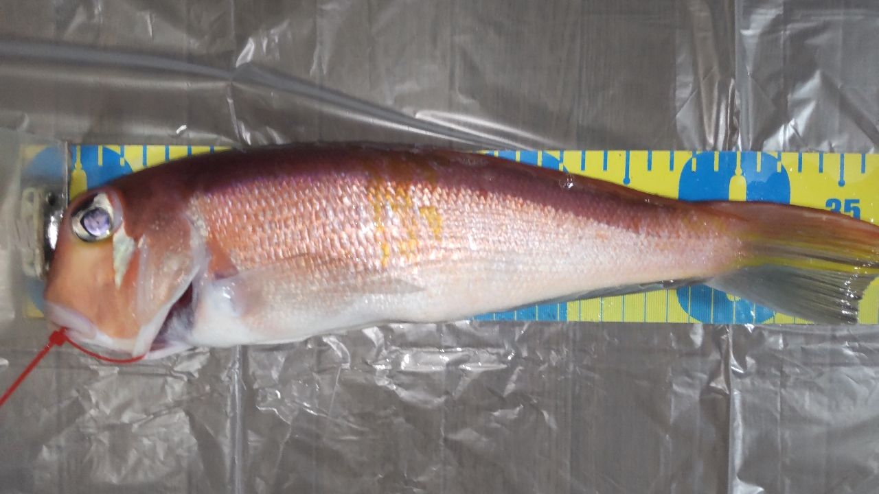 海賊ジャック さんの 2022年11月27日のアマダイの釣り・釣果情報(鹿児島湾) - アングラーズ | 釣果400万件の魚釣り情報サイト