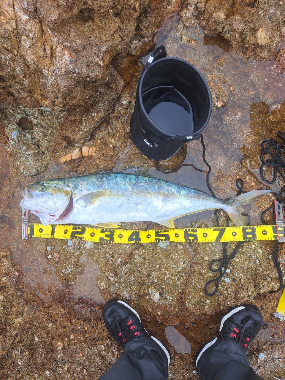 青釣る まさ さんの 2022年12月17日のヒラマサの釣り・釣果情報(島根県 - 七類湾) - アングラーズ | 釣果500万件の魚釣り情報サイト