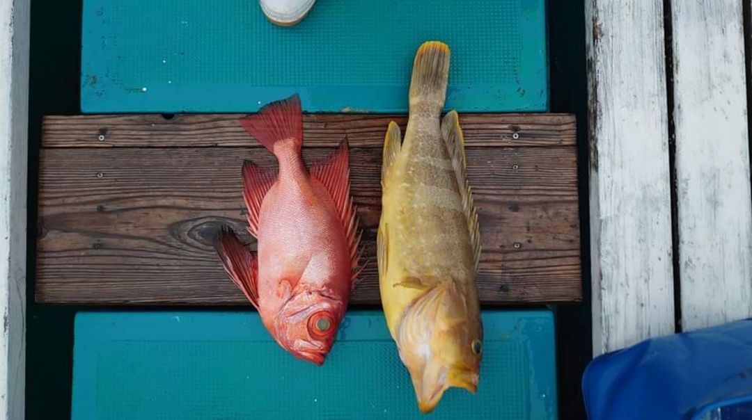 【令和丸】最新の釣果情報 2026年1月速報 - アングラーズ釣船予約