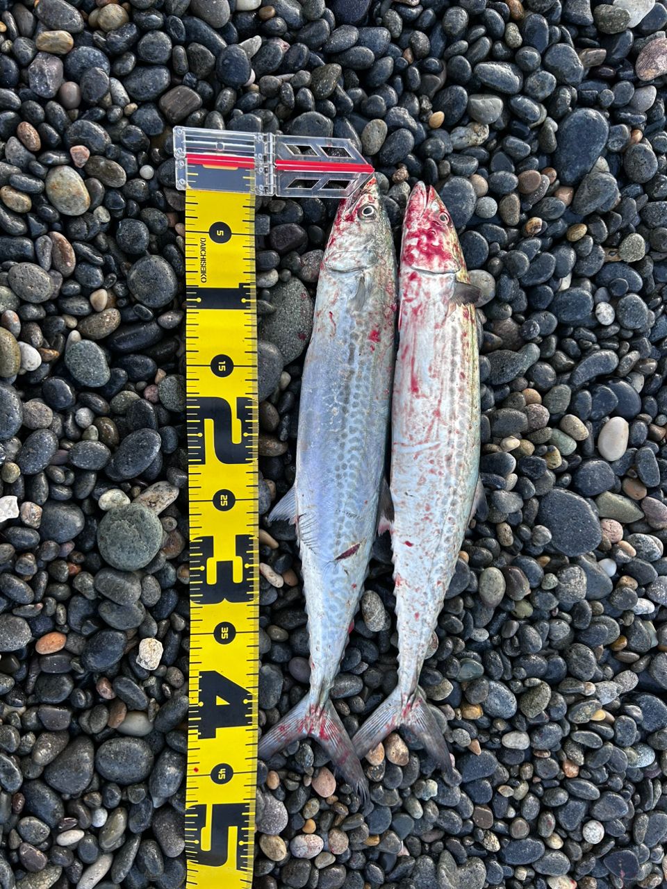 splat fish さんの 2023年02月12日のサゴシの釣り・釣果情報(石川県 - 新堀川河口) - アングラーズ | 釣果600万件の ...