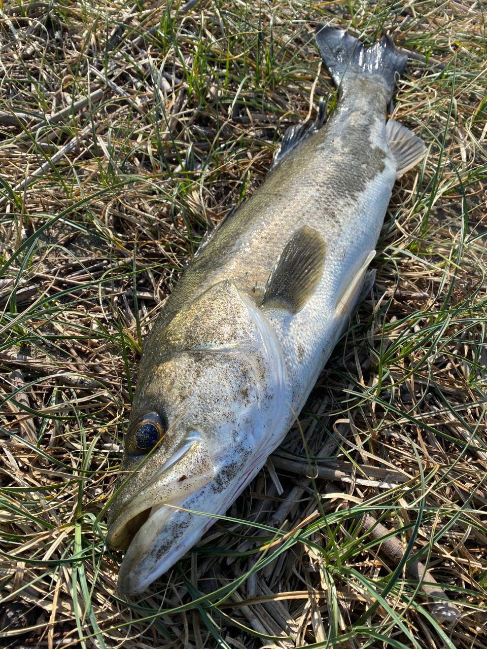 魚津 さんの 2023年02月22日のスズキの釣り・釣果情報(大分県 - 佐伯湾) - アングラーズ | 釣果500万件の魚釣り情報サイト