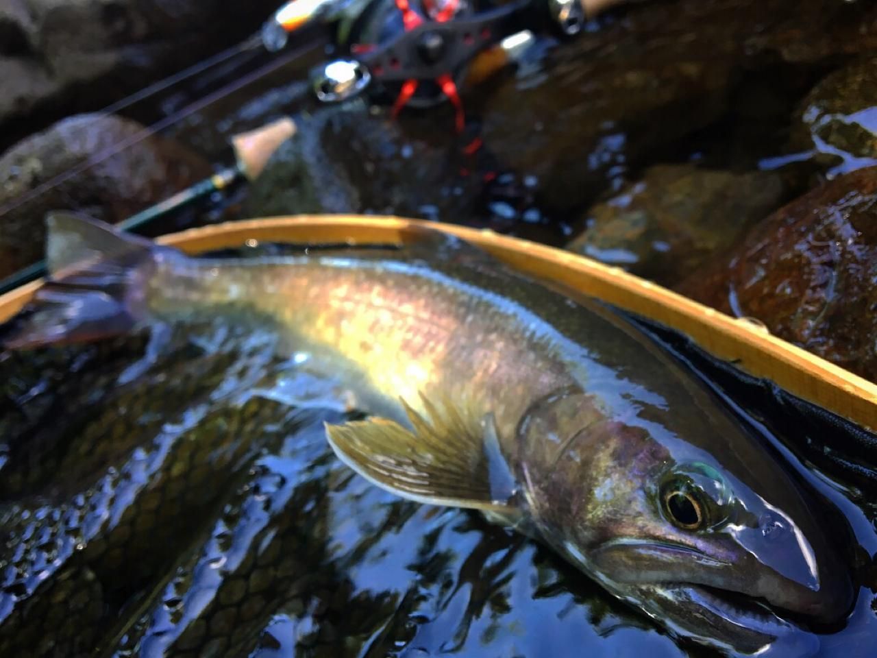 angler.taka17 さんの 2018年06月17日のイワナの釣り・釣果情報(秋田県 - 秋田県にかほ市近辺) - アングラーズ ...