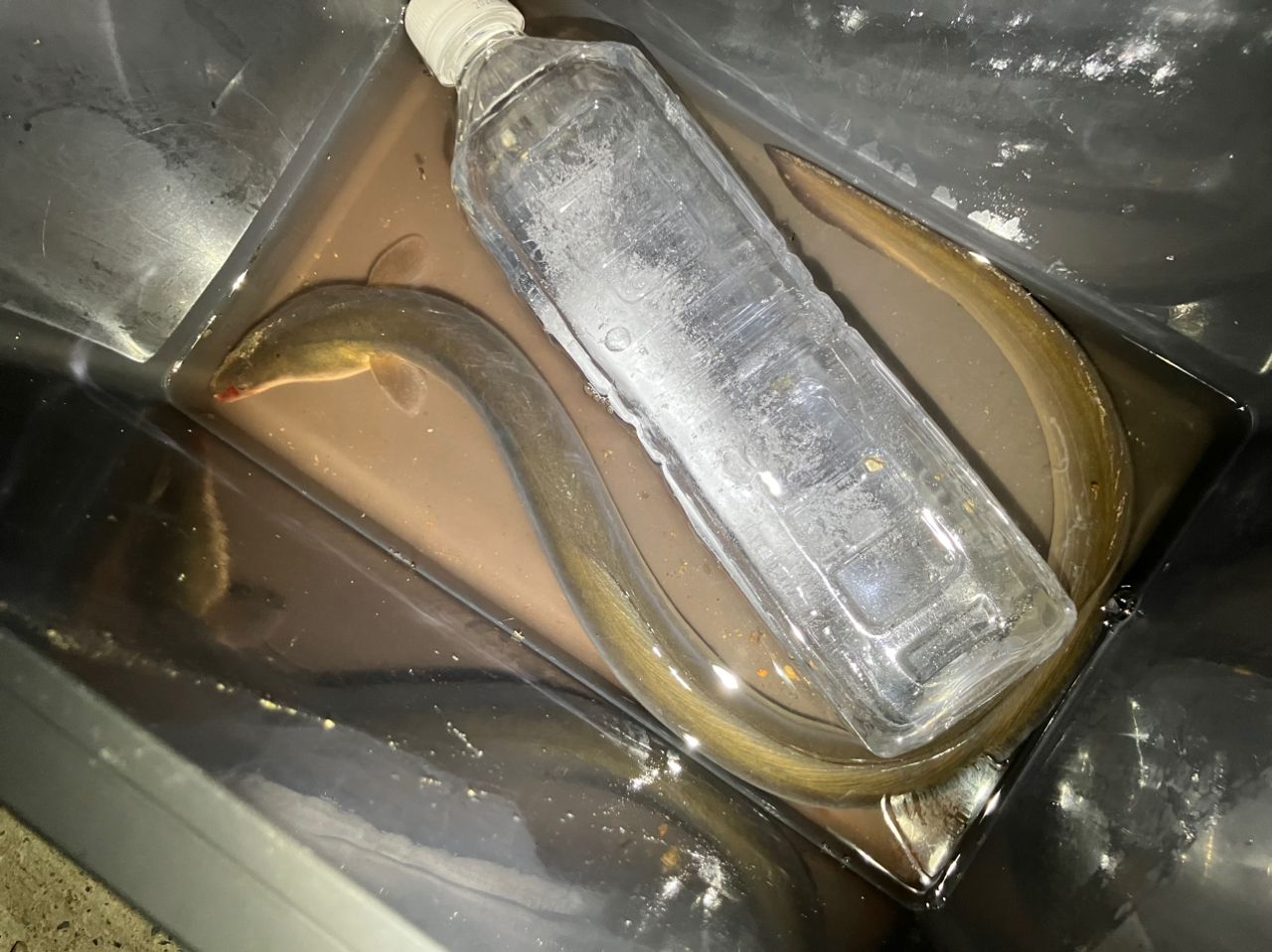 hiroth さんの 2023年05月26日のウナギの釣り・釣果情報(愛知県 - 庄内川河口) - アングラーズ | 釣果400万件の魚釣り情報サイト