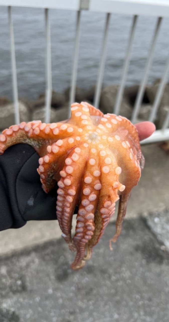 Turkeys japan さんの 2023年06月11日のタコの釣り・釣果情報(千葉県 - 高洲海浜公園) - アングラーズ | 釣果500 ...