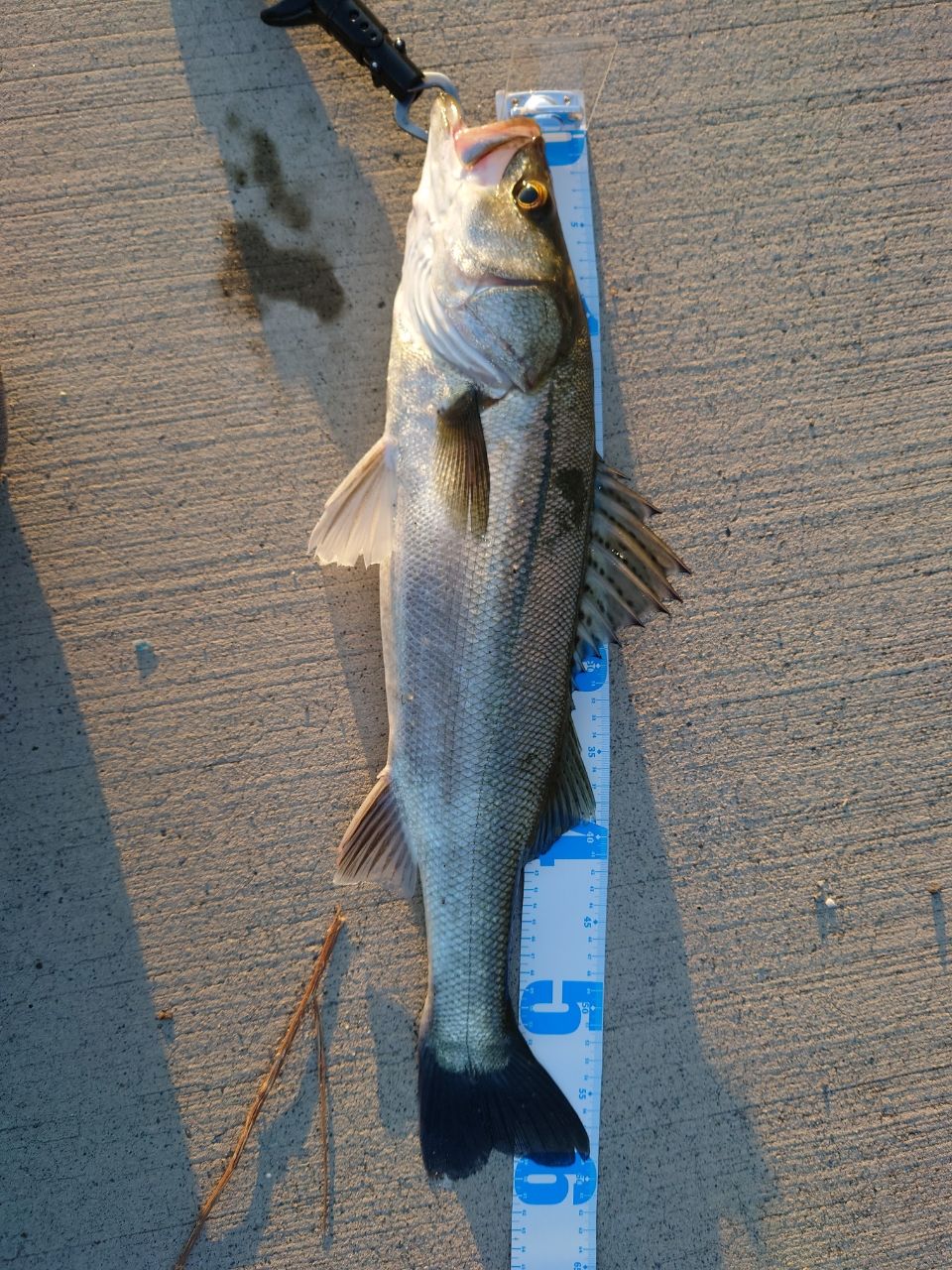 ていぼう部 PM428 さんの 2023年07月16日のシーバスの釣り・釣果情報(千葉県 - 利根川河口) - アングラーズ | 釣果400万 ...