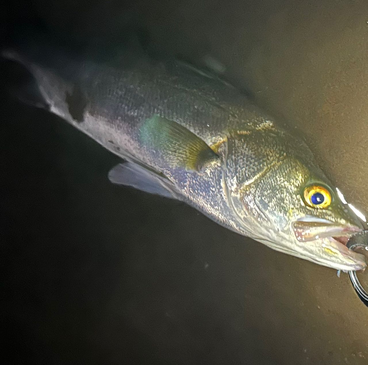 アングラー69413016 さんの 2023年07月30日のシーバスの釣り・釣果情報(青森県 - 鷹保沼) - アングラーズ | 釣果500万 ...