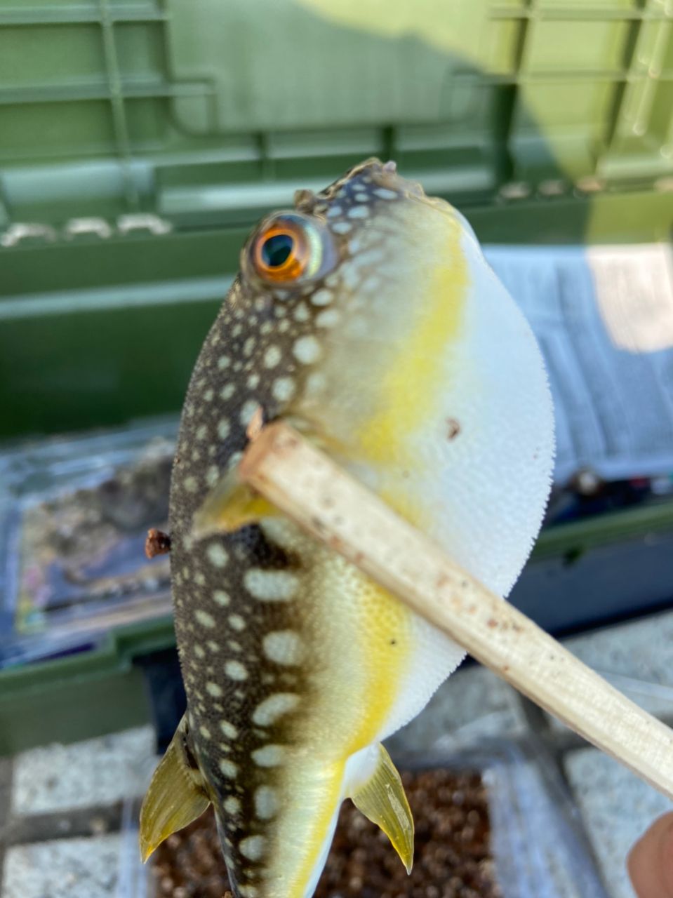 ボンバーボブ さんの 2023年07月30日のコモンフグの釣り・釣果情報(福島県 - 松川浦) - アングラーズ | 釣果500万件の魚釣り情報サイト