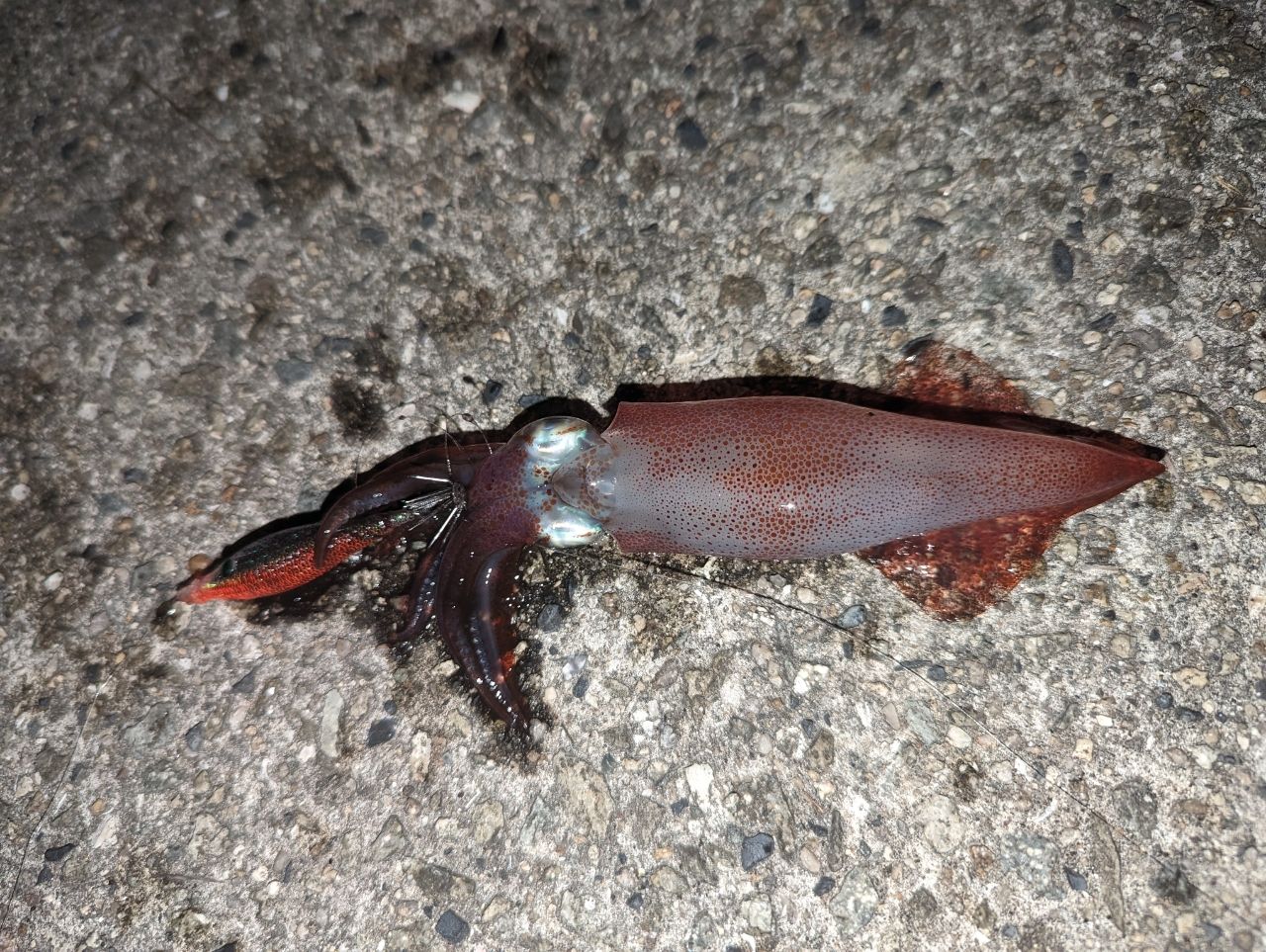 TM86 さんの 2023年08月19日のケンサキイカの釣り・釣果情報(兵庫県 - 大蔵海岸) - アングラーズ | 釣果500万件の魚釣り情報サイト