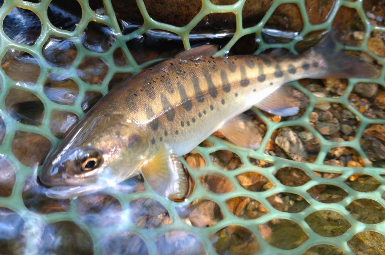 アングラー1328926 さんの 2023年08月27日のヤマメの釣り・釣果情報(北海道 - 道央地方) - アングラーズ | 釣果500万件 ...